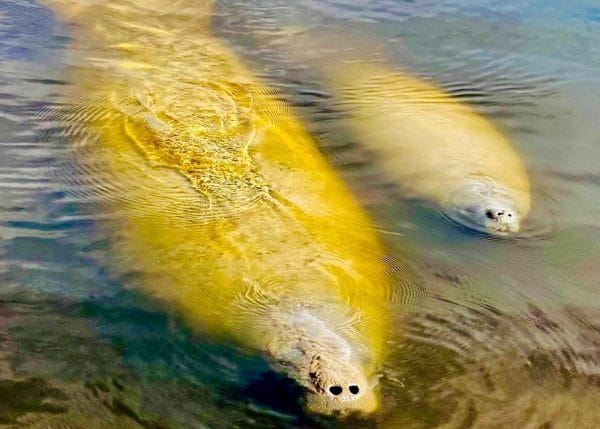 Manatee Sightseeing and Wildlife Boat Tour - Florida Marvels