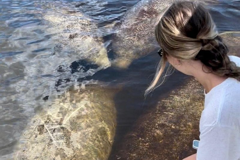 Manatee Sightseeing and Wildlife Boat Tour - Florida Marvels