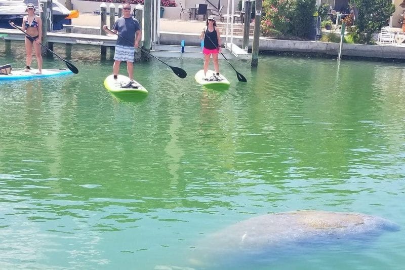Siesta Key Kayak Tour - Florida Marvels